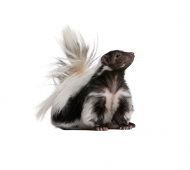 Wildlife Removal & Trapping | Critter Control of SW Missouri